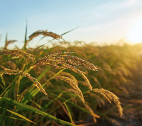 Crop Protection Services | PI Industries